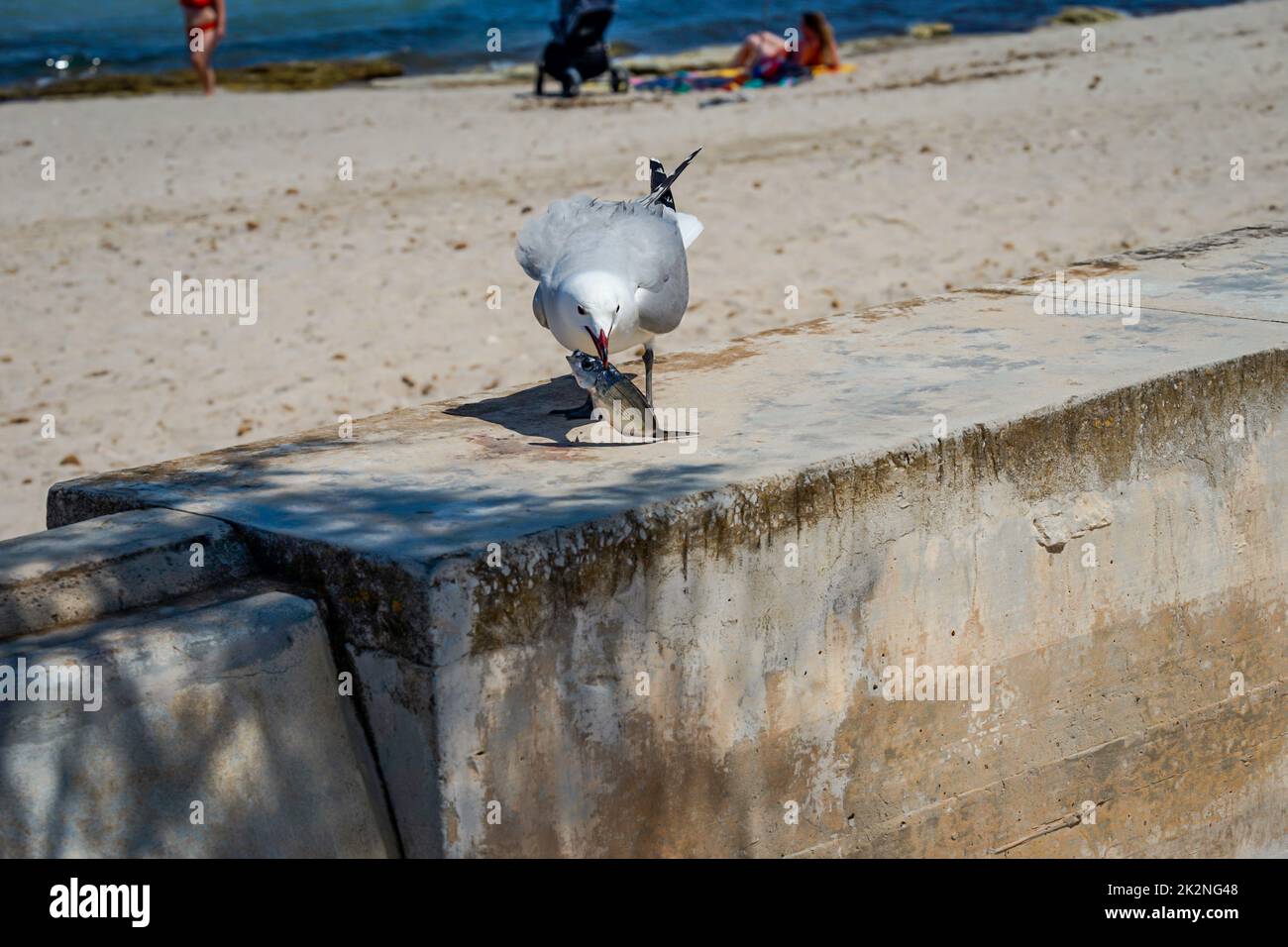 A seagull has caught a fish and starts to eat it Stock Photo - Alamy