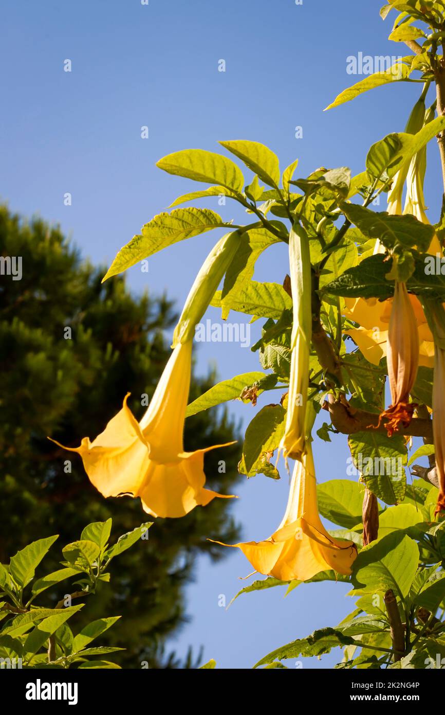 Trumpet tree hi-res stock photography and images - Alamy