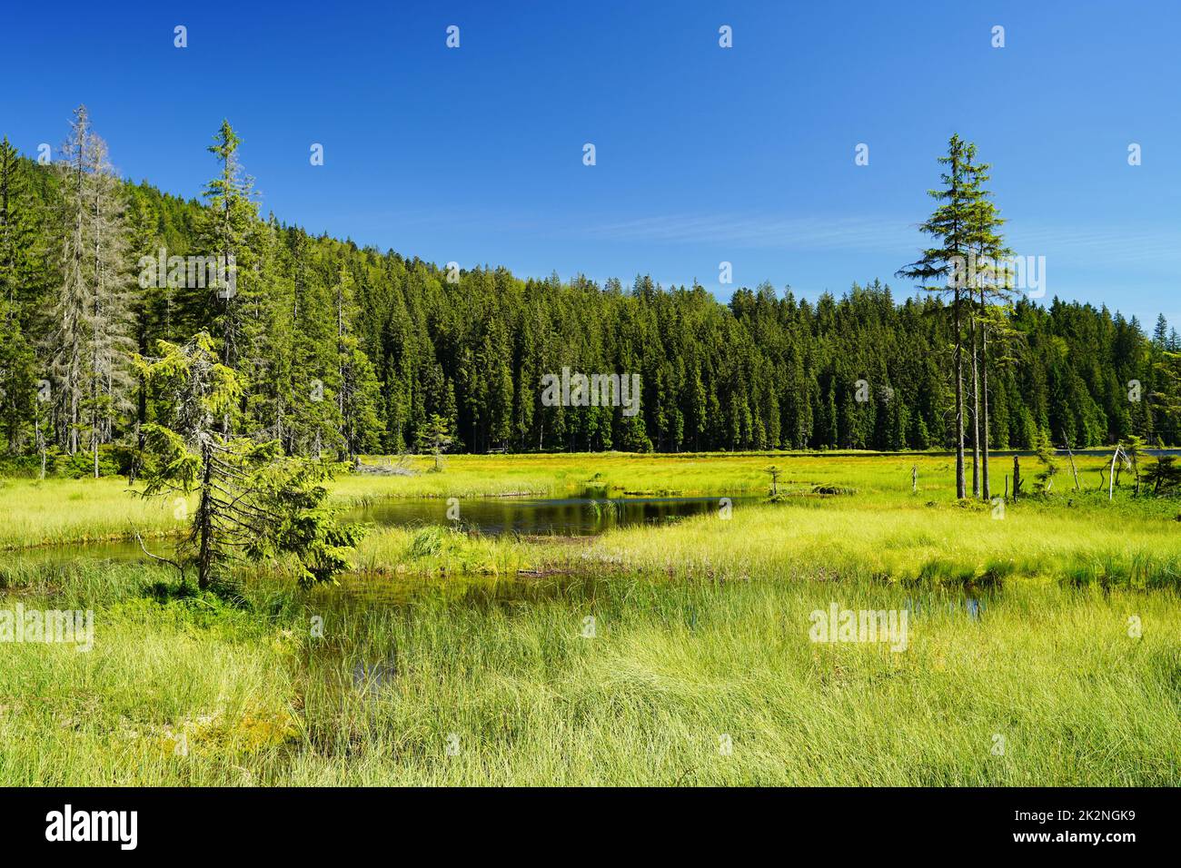 Beautiful Big Arber lake with its swimming islands in the Bavarian ...