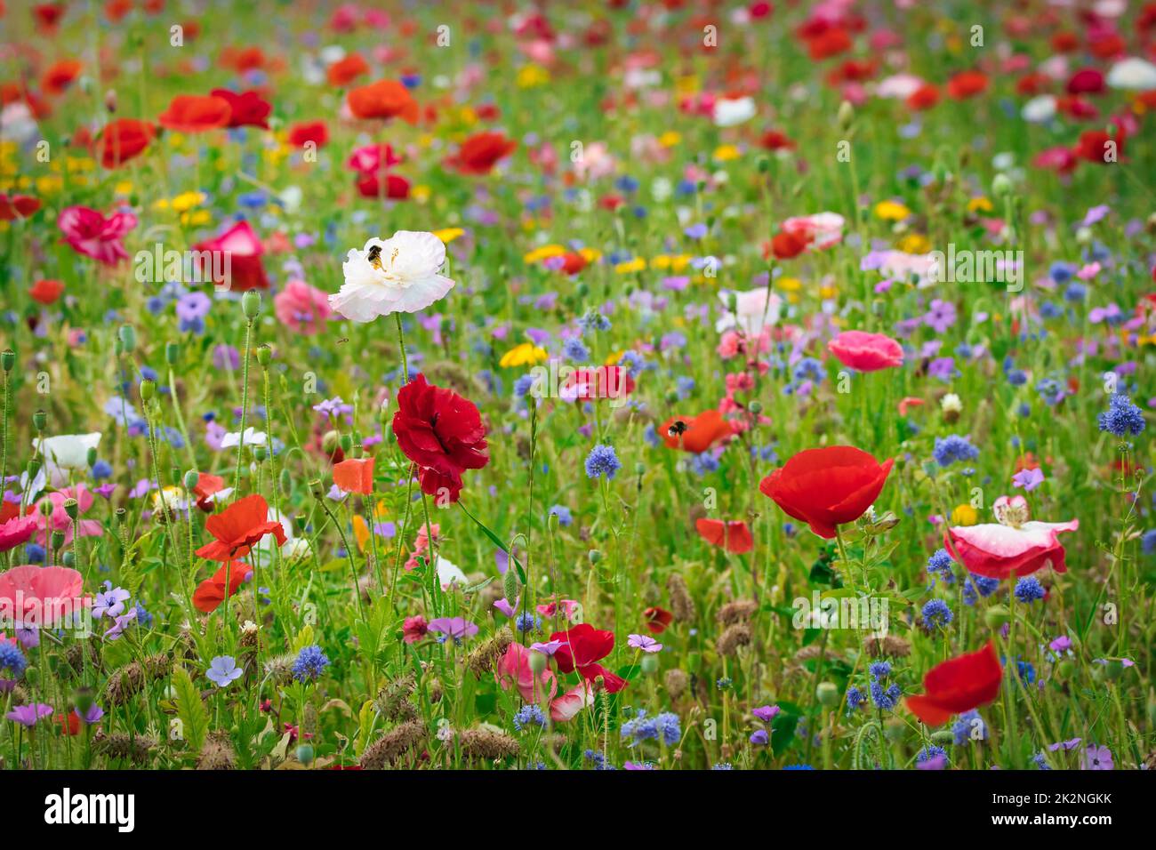 A beautiful flower field with a variety of colorful field flowers Stock ...