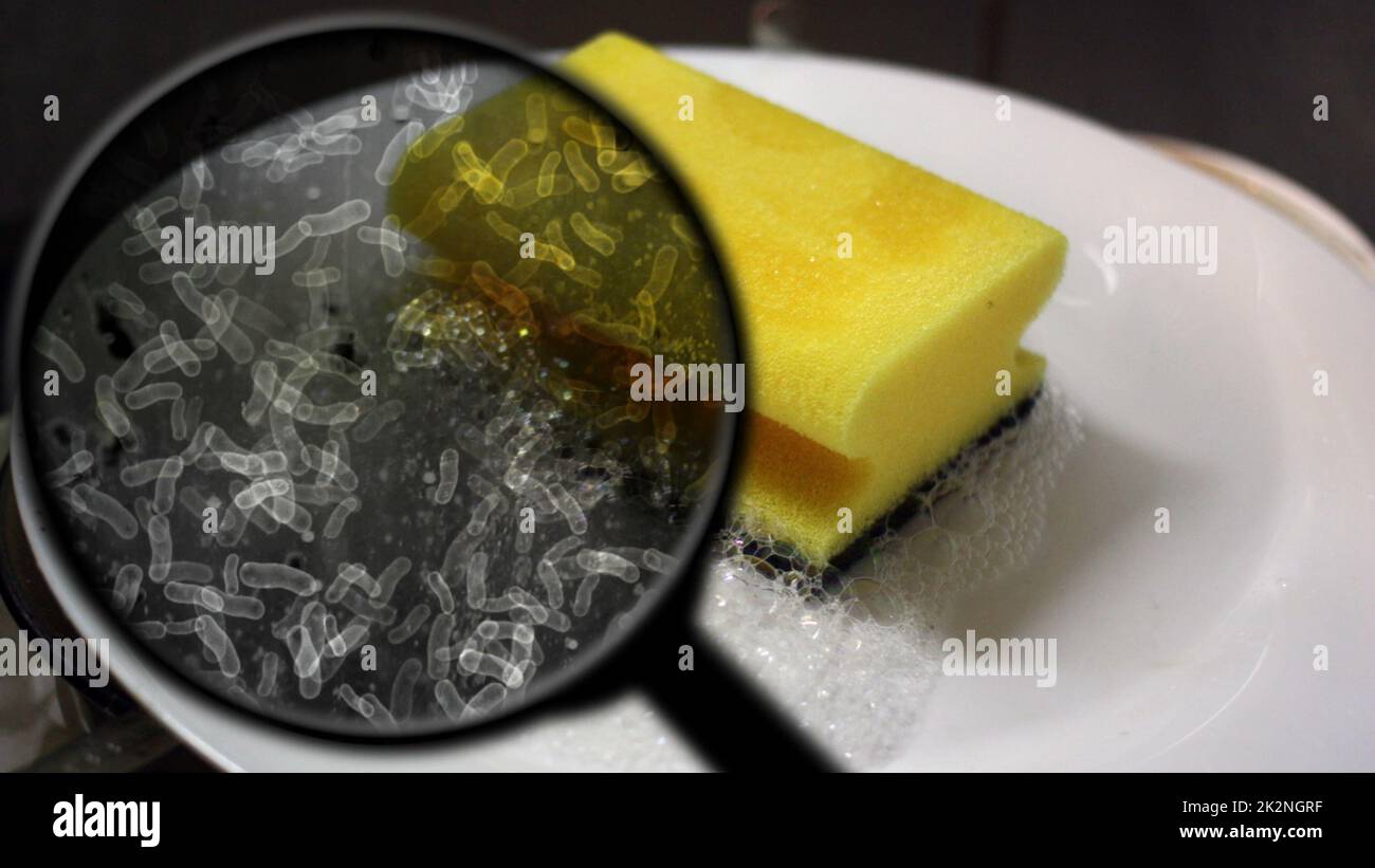 Searching for bacteria in kitchen Stock Photo - Alamy