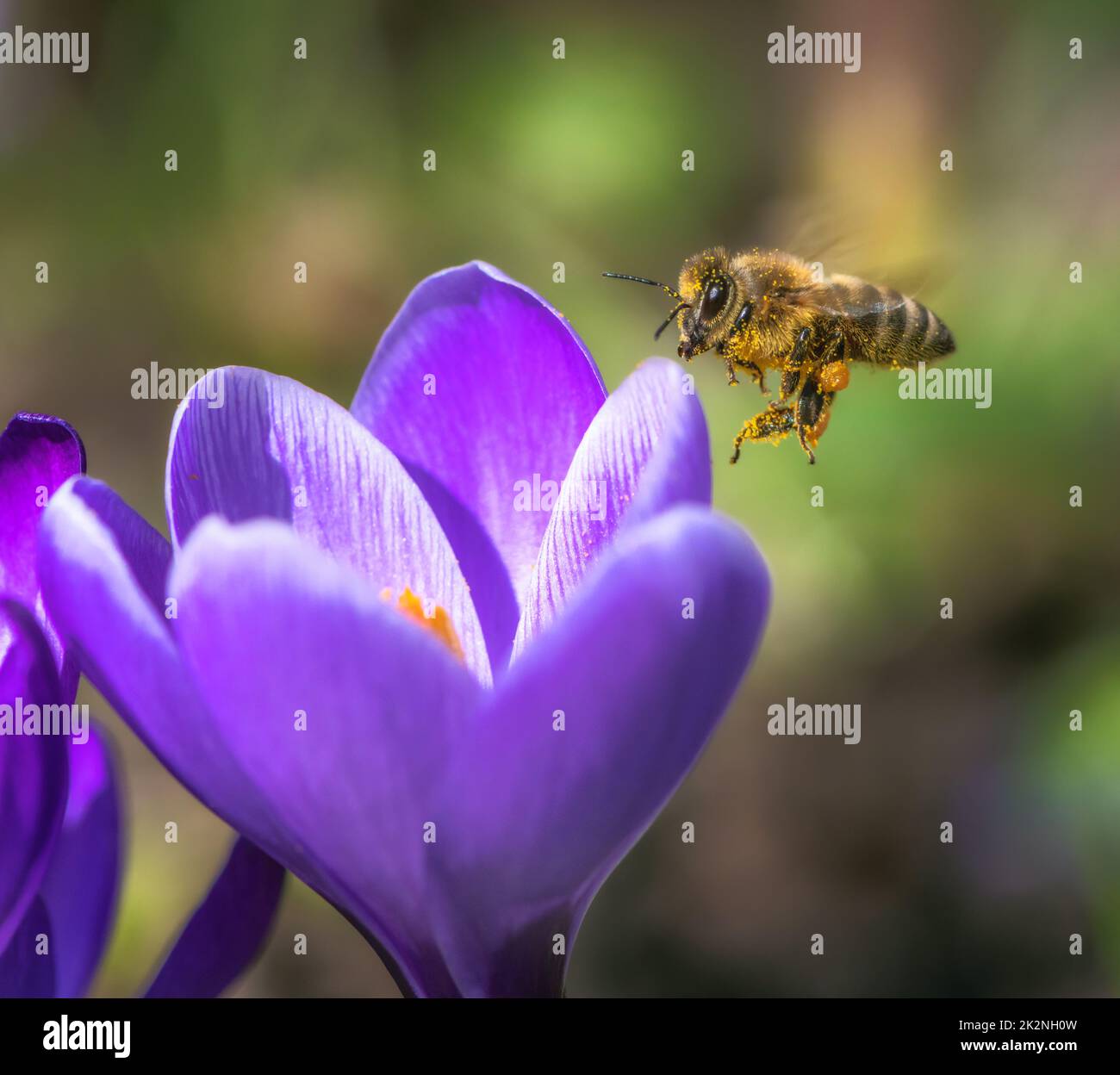 Bee flying to a purple crocus flower blossom Stock Photo - Alamy