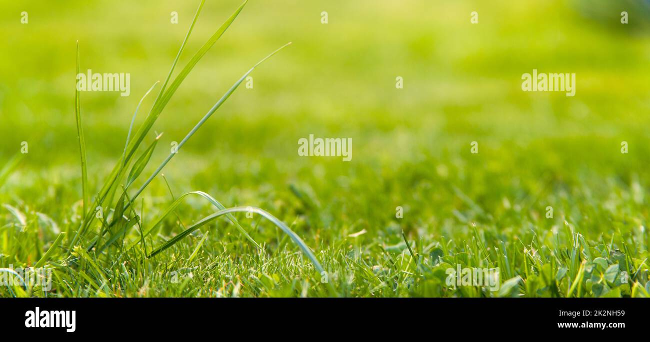 Green grass view hi-res stock photography and images - Alamy