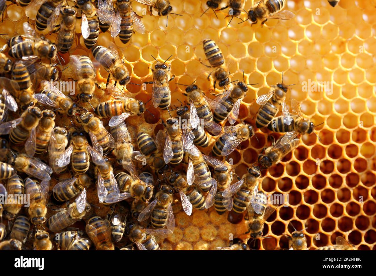 many honey bees on a bee hive Stock Photo - Alamy