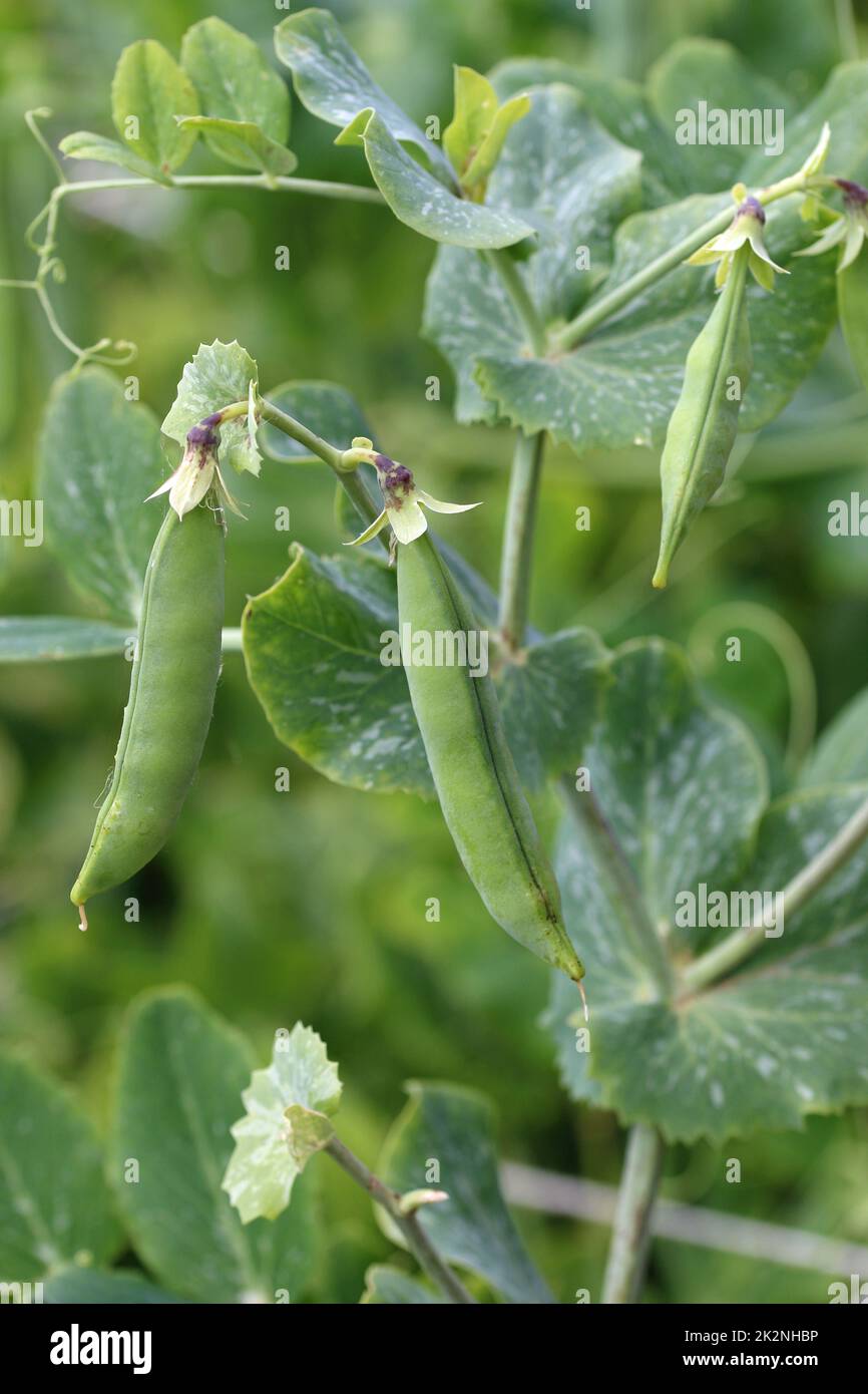 Ripe pea pods on a vine Stock Photo - Alamy