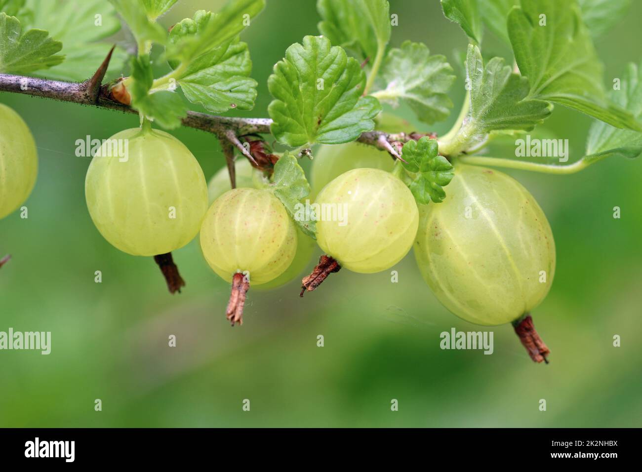 Gooseberry bush uk hi-res stock photography and images - Alamy
