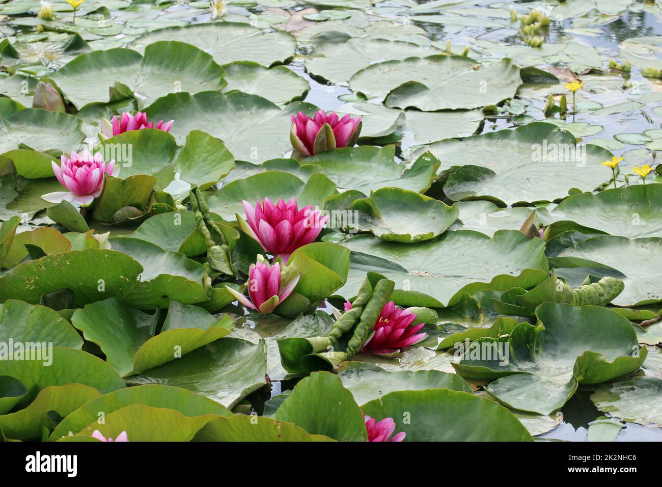 Pink water lily flowers Stock Photo - Alamy