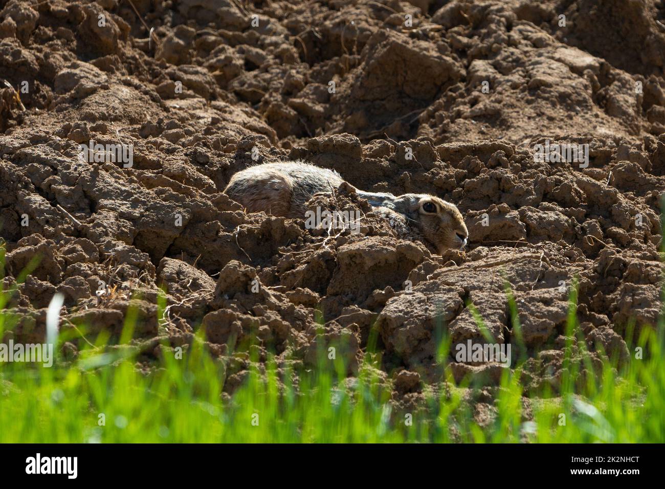 rabbit hiding in the soil Stock Photo - Alamy