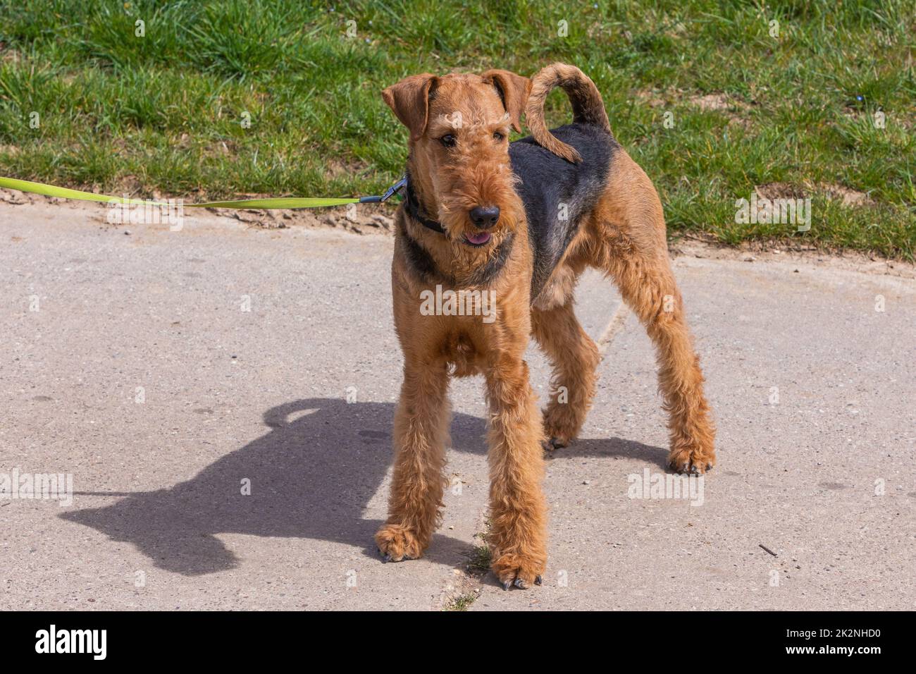 beautiful airdale terrier on a leash Stock Photo - Alamy