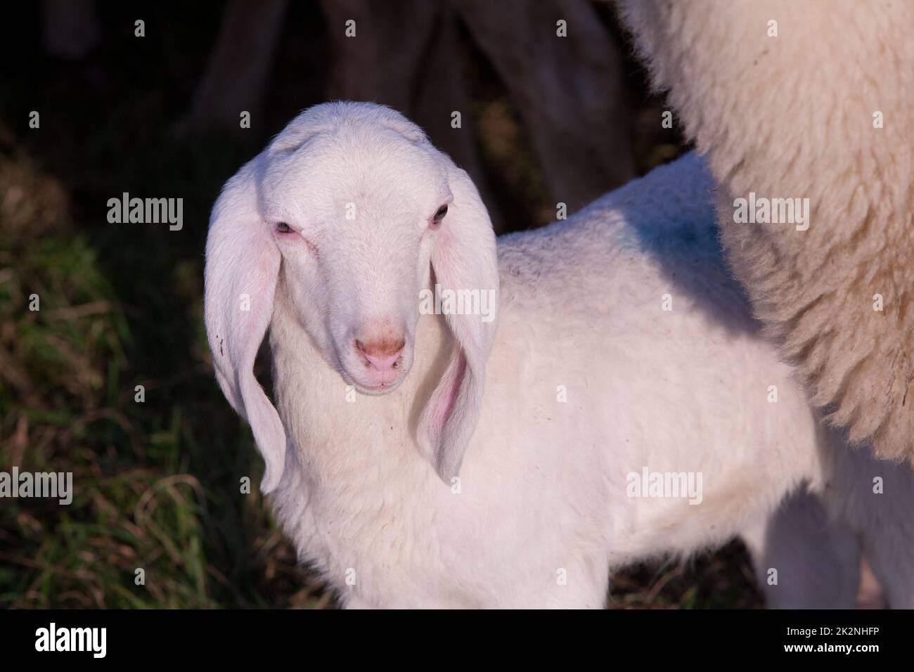 a little white lamb near the body of his mother Stock Photo - Alamy
