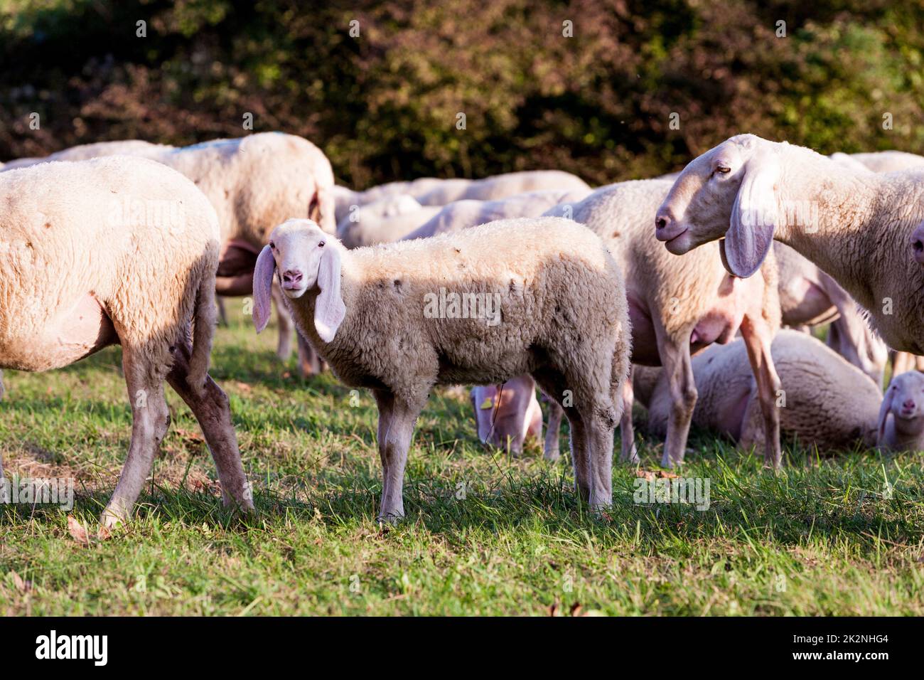 Sheeps goat hi-res stock photography and images - Alamy