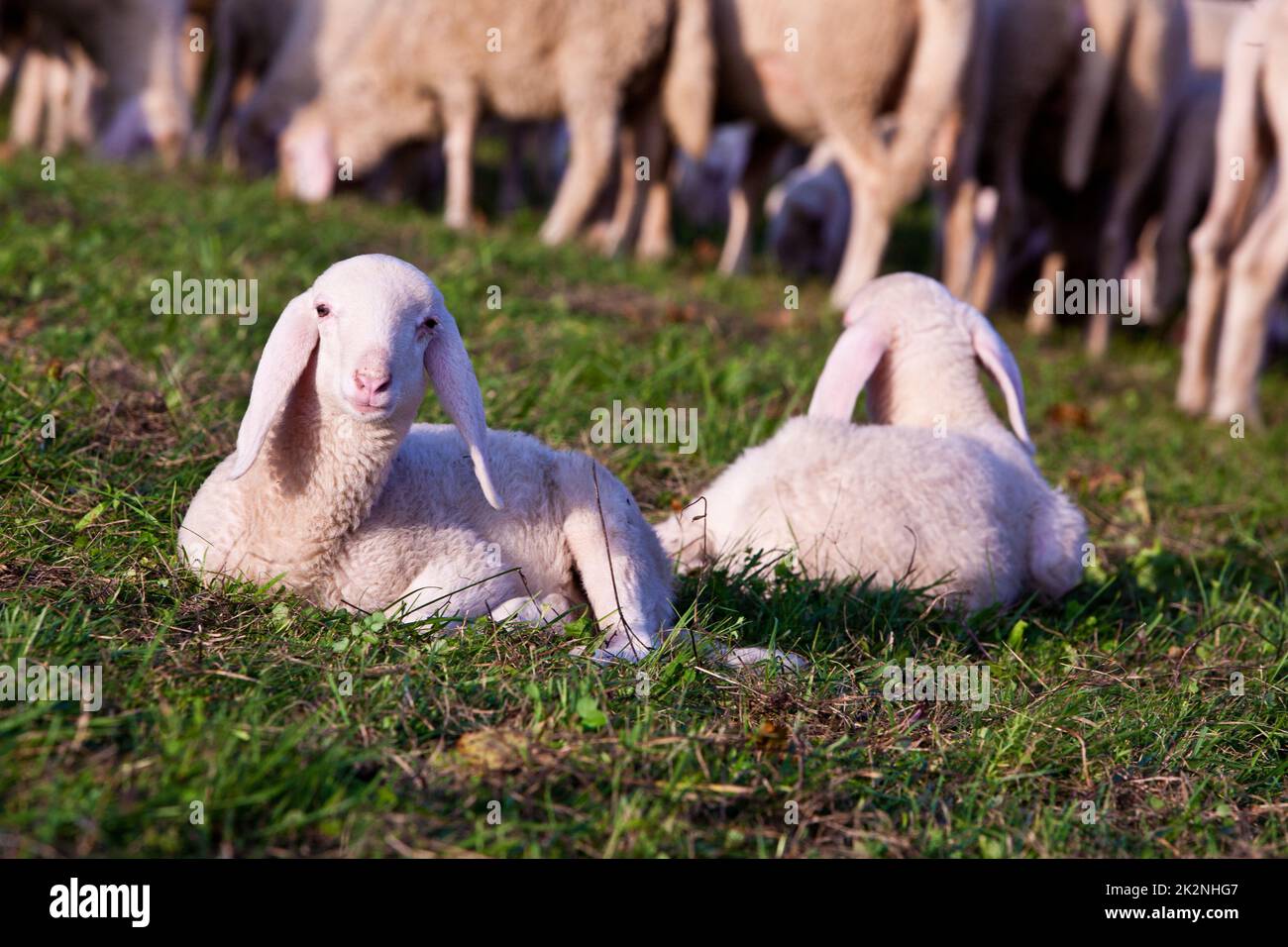 a couple of lamb brothers Stock Photo - Alamy