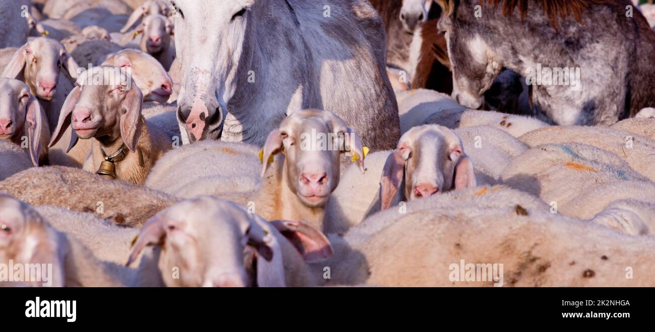 sheeps, donkeys, goats and animals everywhere! Stock Photo - Alamy