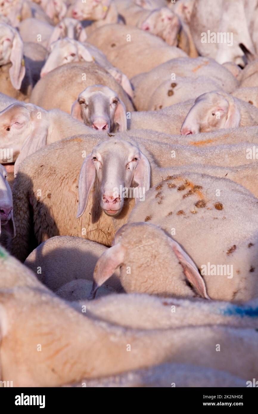 Donkey like animals hi-res stock photography and images - Alamy