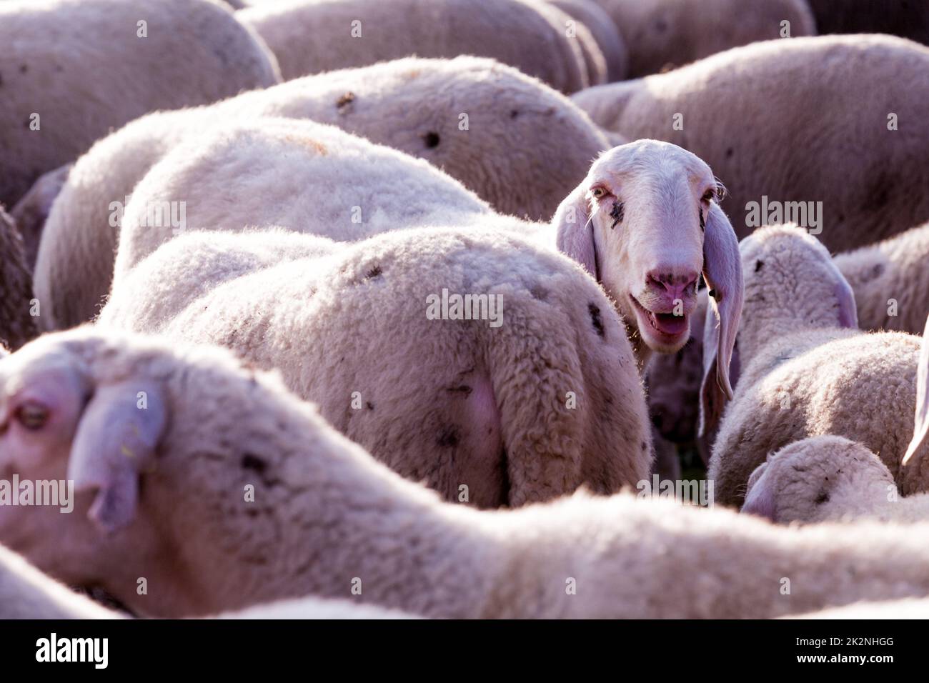 Light little hi-res stock photography and images - Alamy