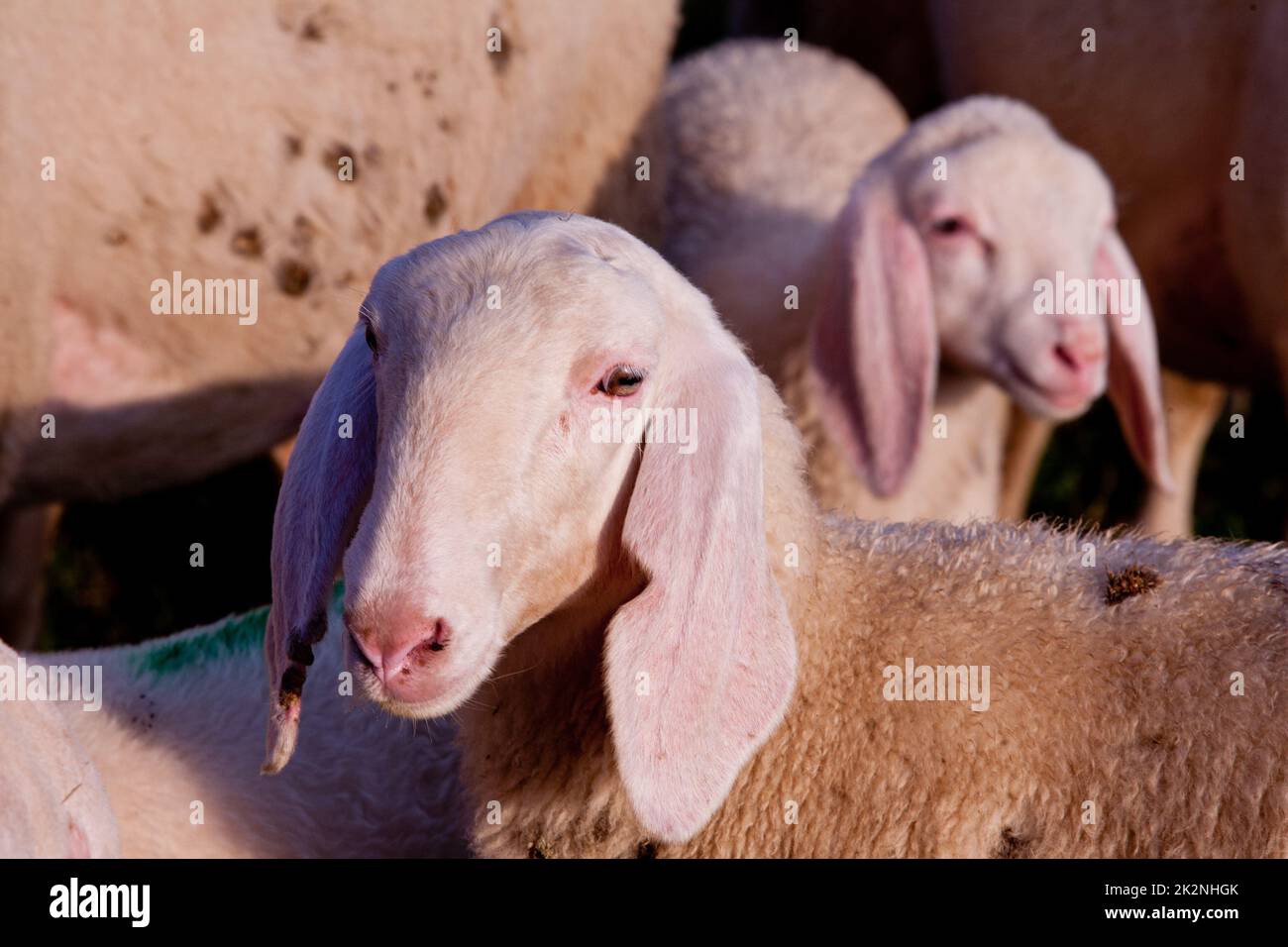 sheeps, donkeys, goats and animals everywhere! Stock Photo - Alamy