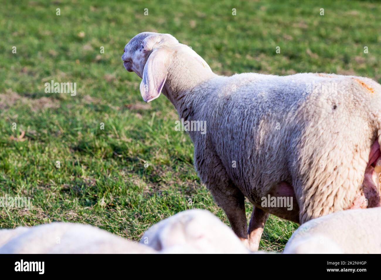 Helpless lamb hi-res stock photography and images - Alamy