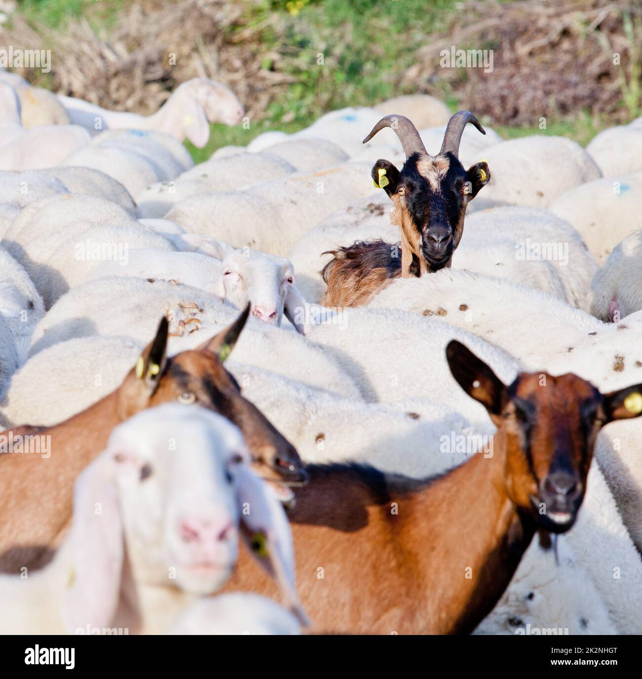 I am a goat do you know Stock Photo - Alamy
