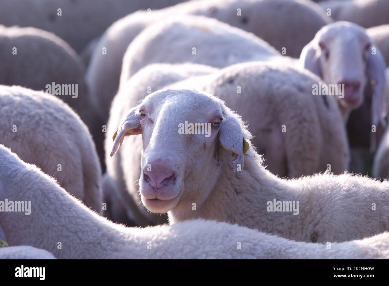 Little sheep hi-res stock photography and images - Alamy