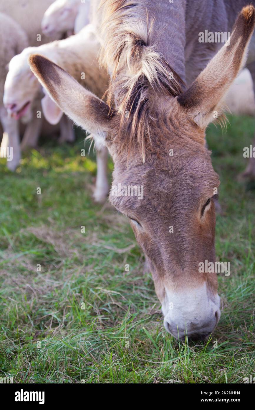 Donkey eating hi-res stock photography and images - Alamy