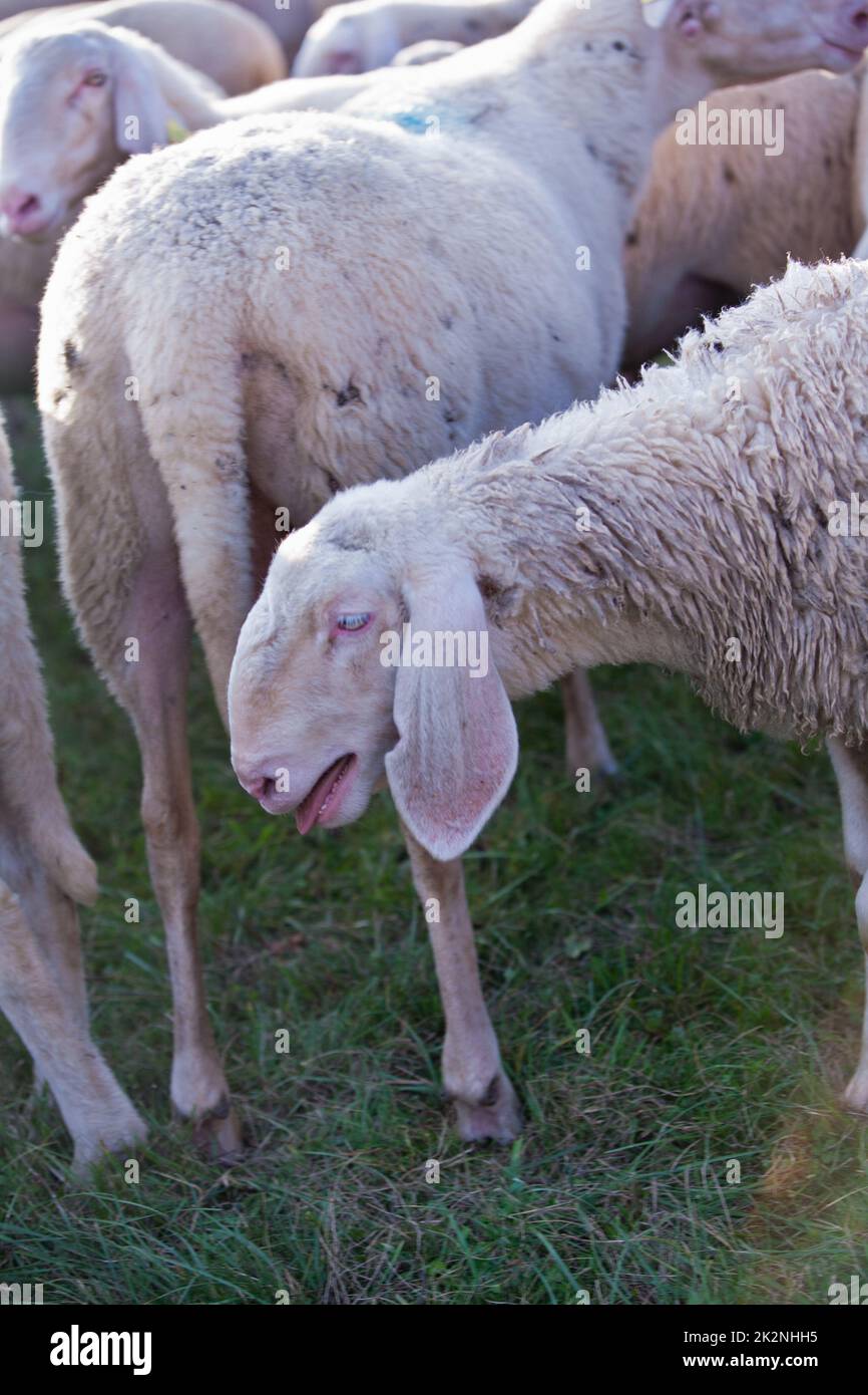 sheep bleating on a grass field Stock Photo - Alamy
