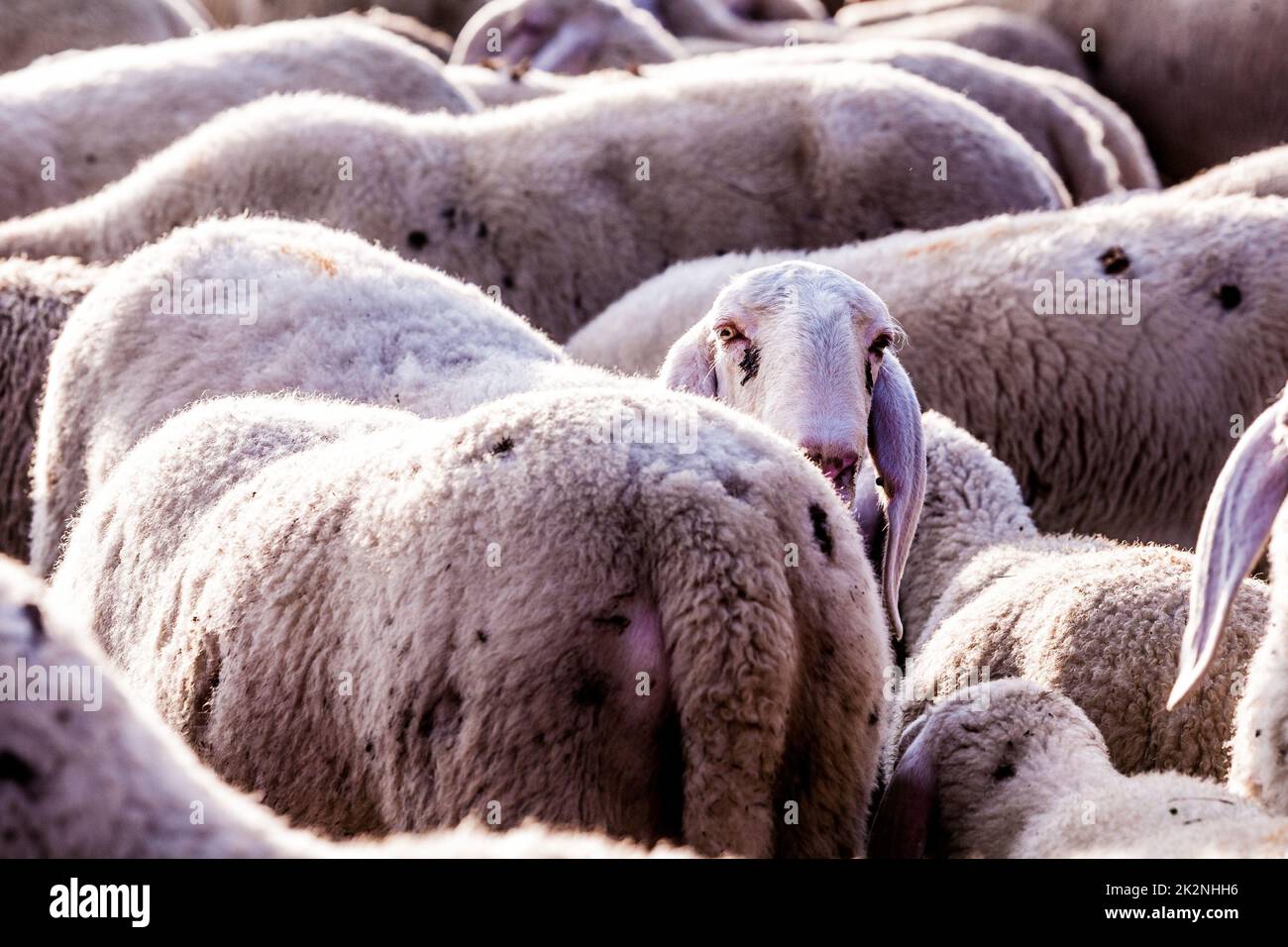 Little sheep hi-res stock photography and images - Alamy