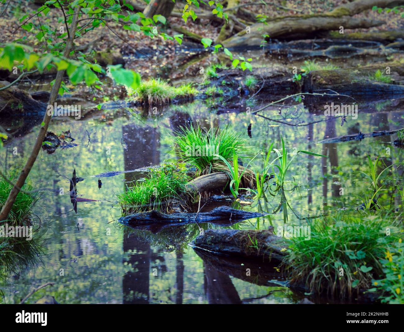 aesthetic little swamp in a forest at springtime Stock Photo - Alamy