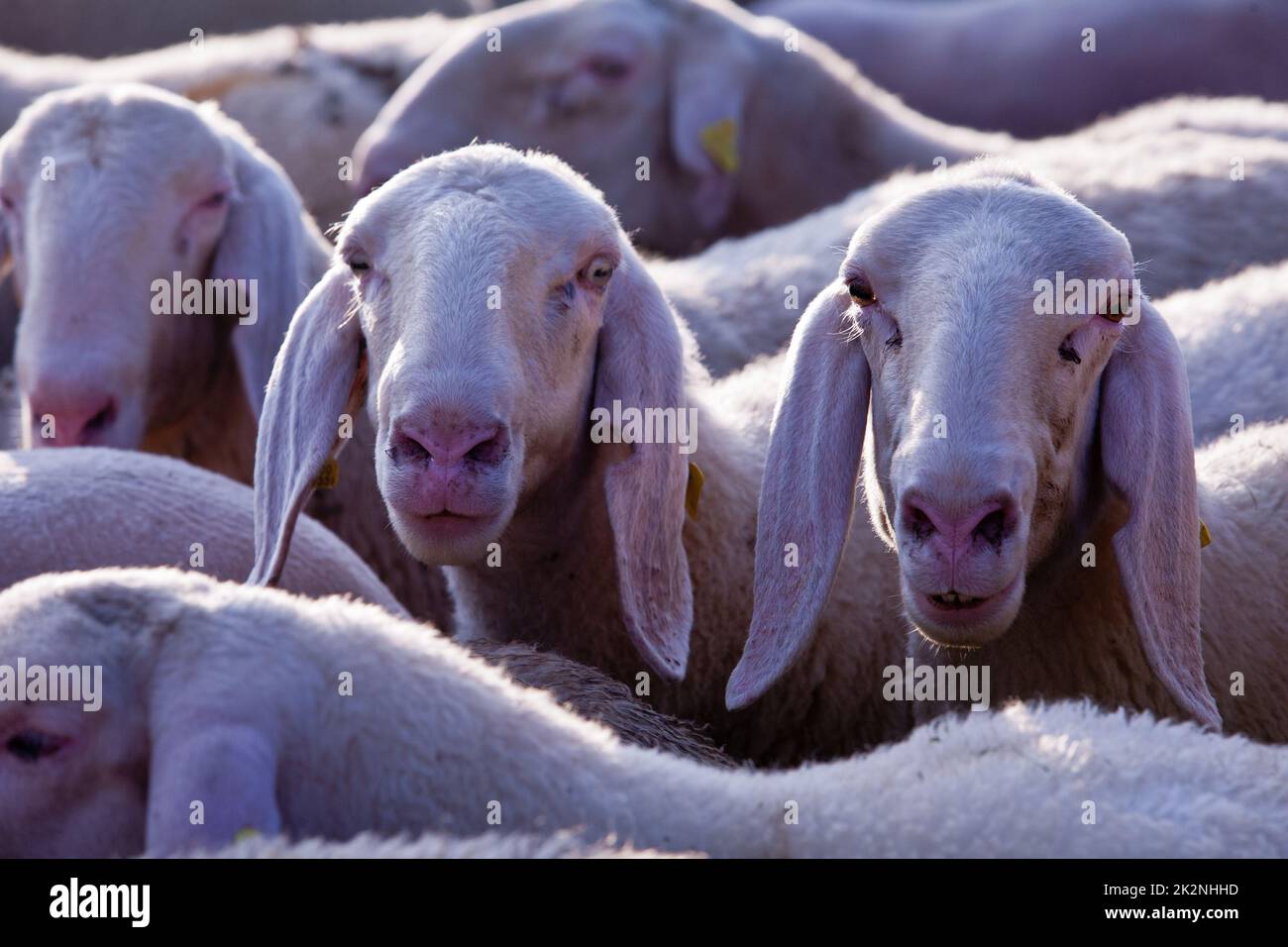 Sister eco hi-res stock photography and images - Alamy