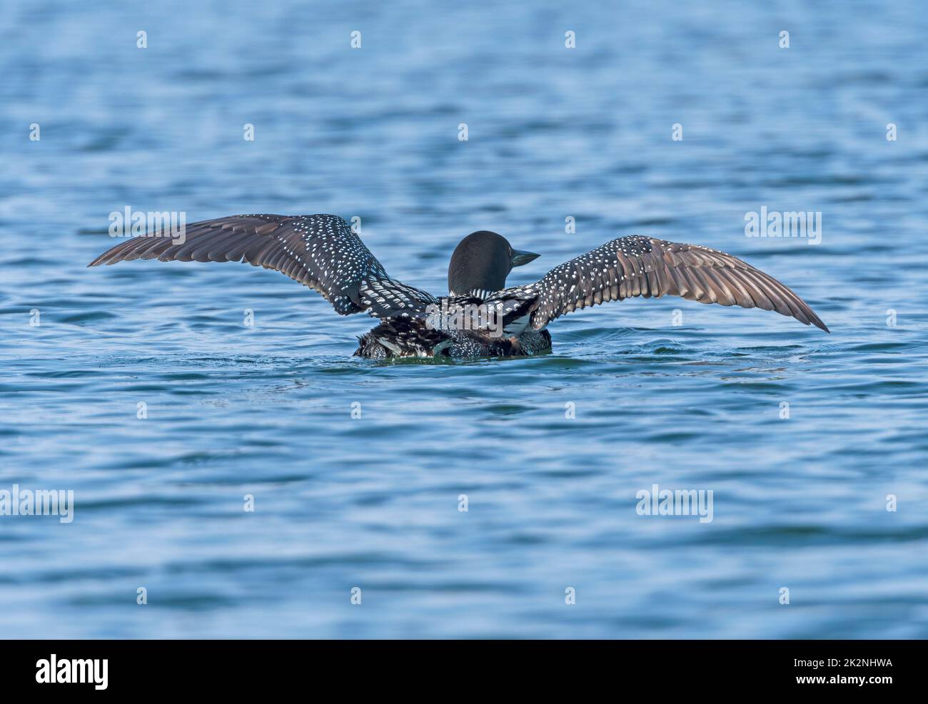 Common Loon Spreading Its Wings Stock Photo - Alamy