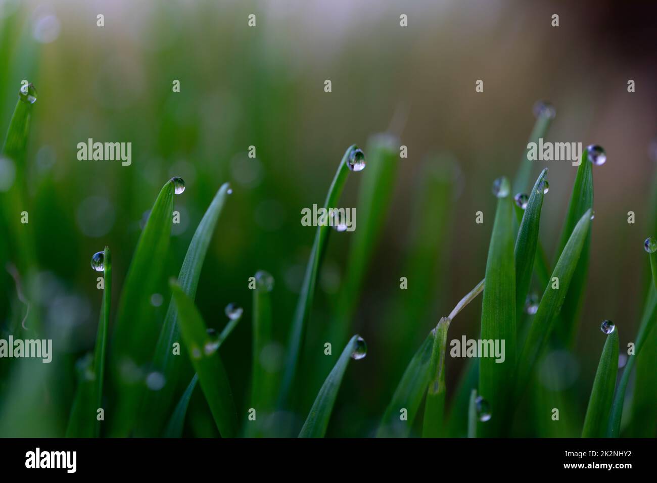grass covered with dew Stock Photo - Alamy