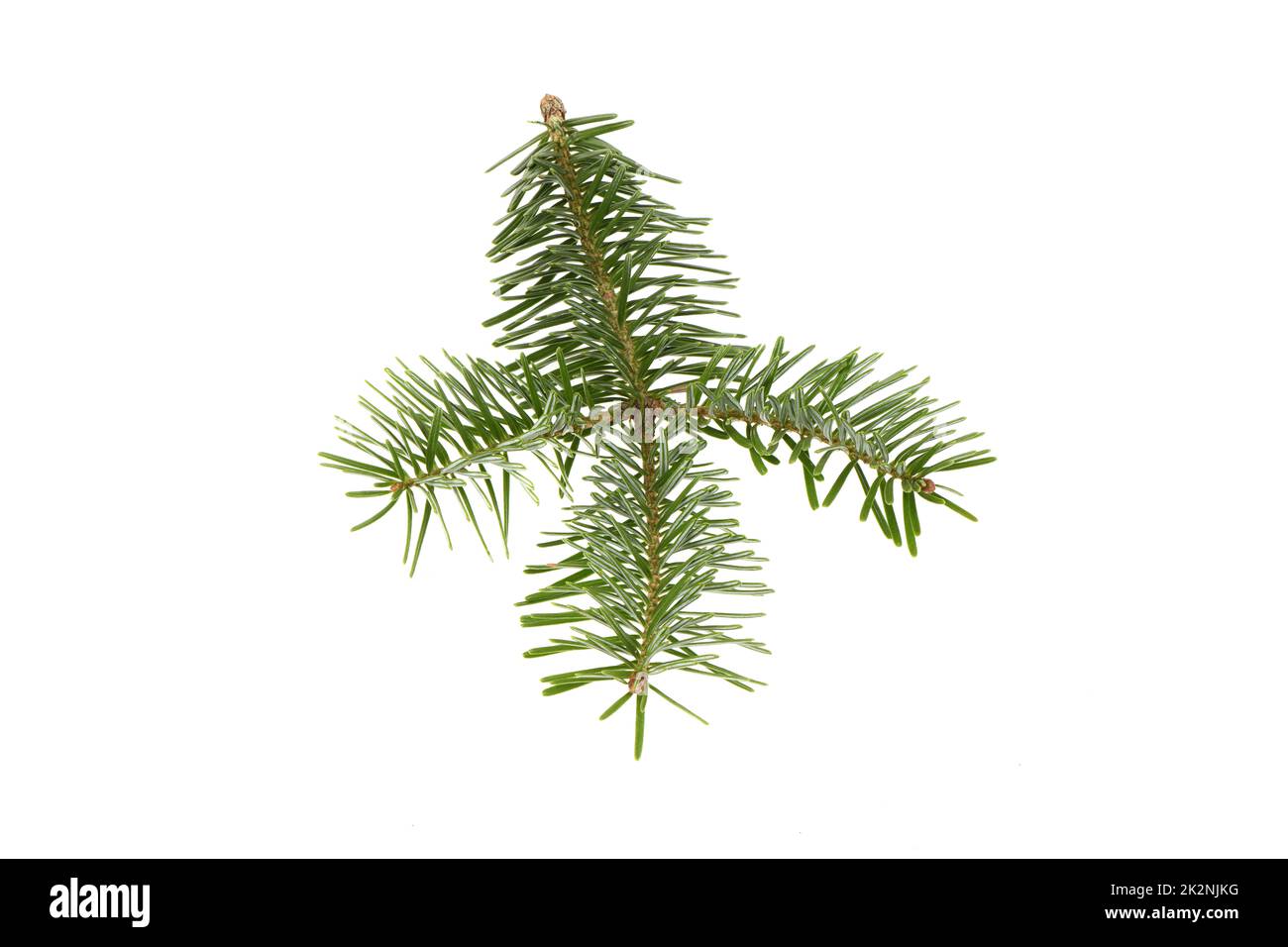 Spruce branch isolated on white background. High resolution photo. Full depth of field Stock ...