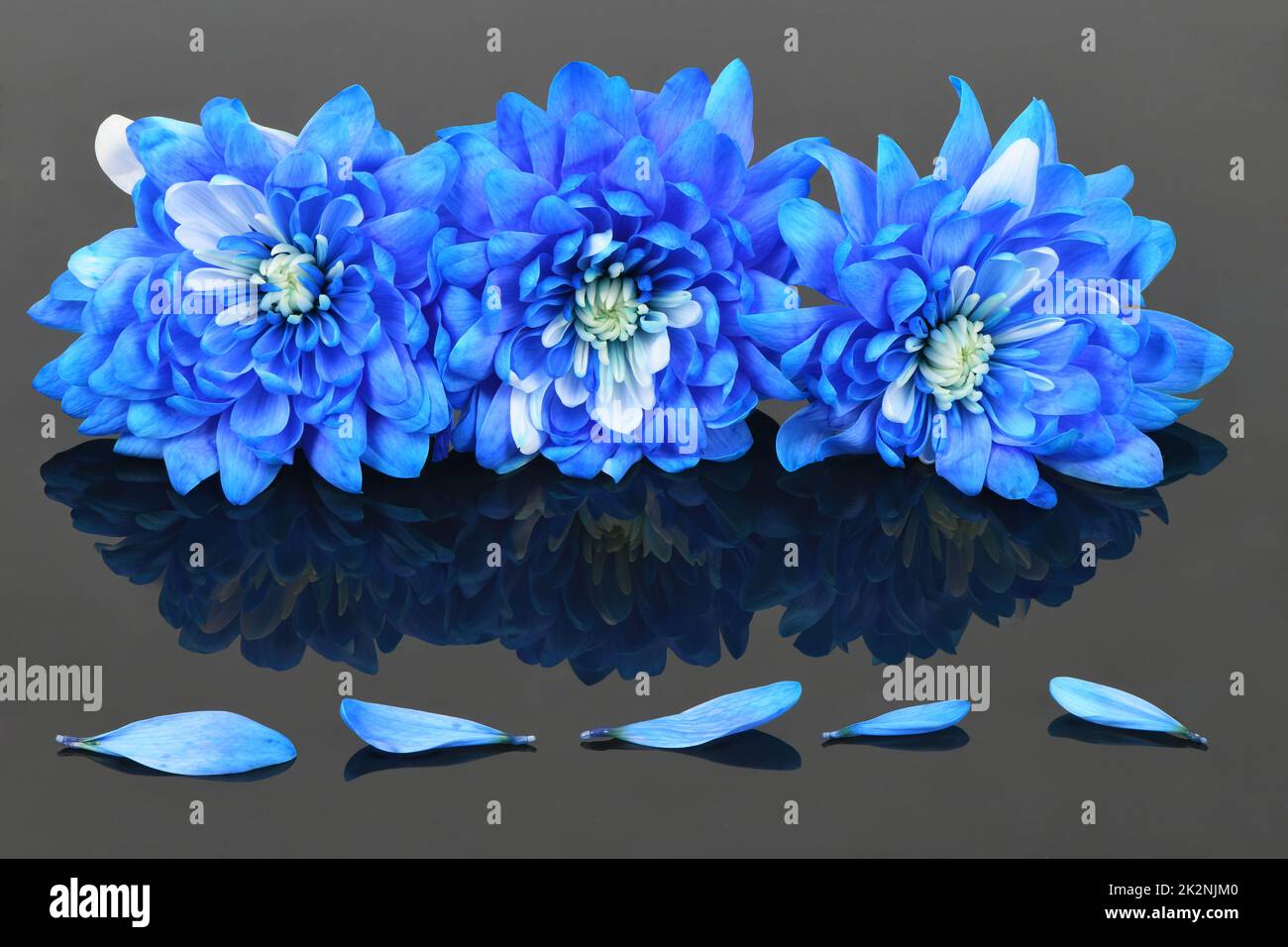 Blue chrysanthemum flower (Chrysanthemum indicum) isolated on acrylic ...