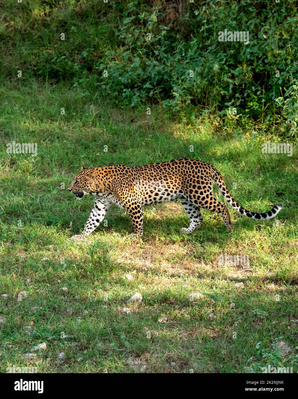 Indian wild male leopard or panther walking or stroll in his territory ...