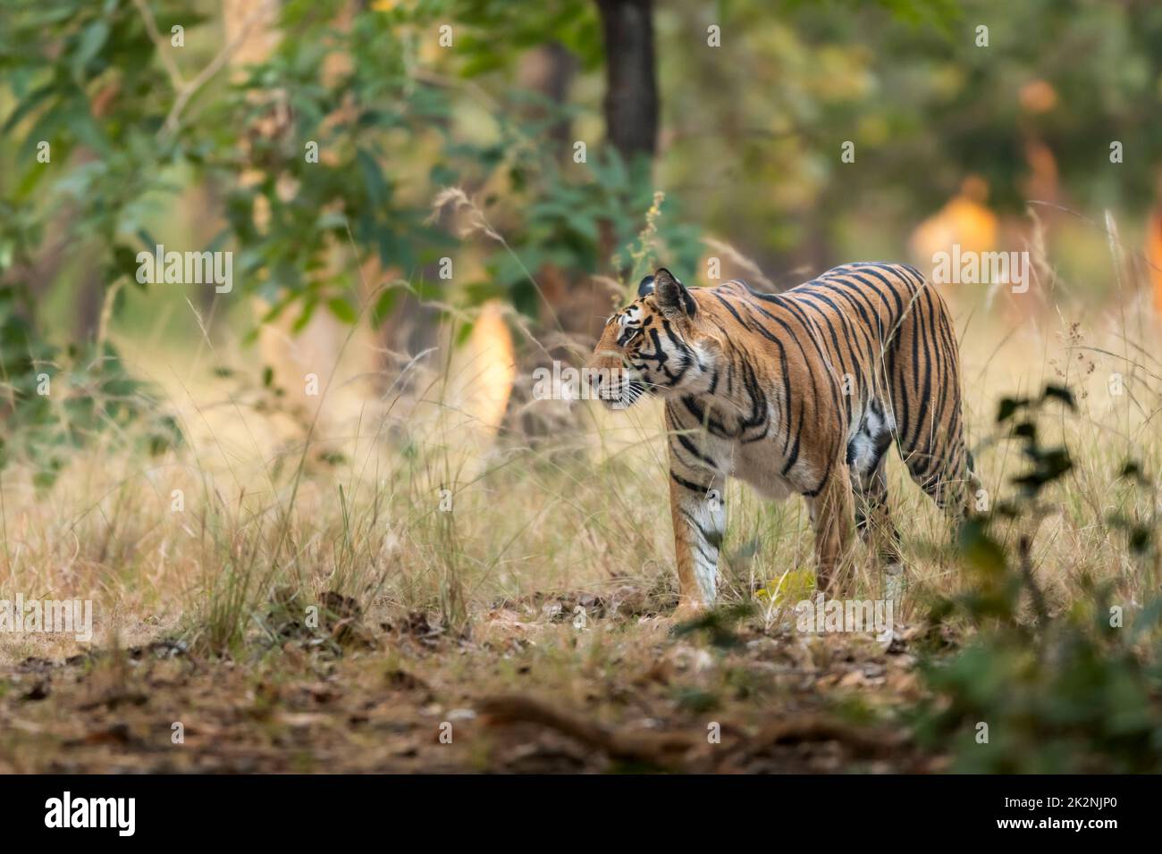 wild bengal female tiger or panthera tigris tigris on prowl in morning ...