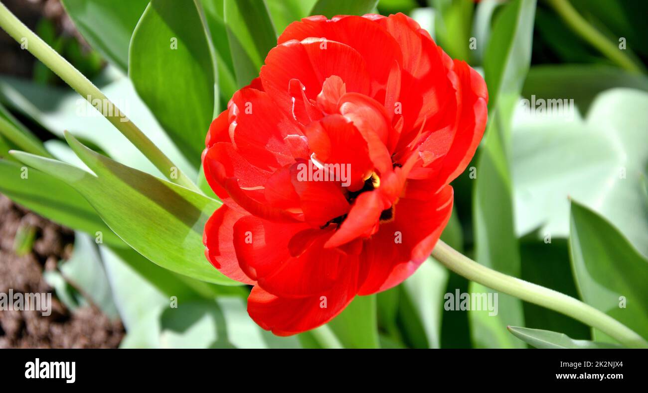 Tulip flower (Lat. Tulipa) terry (double) early red Stock Photo - Alamy