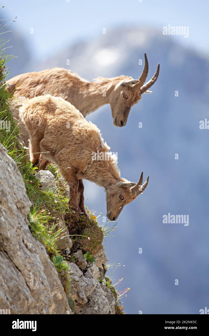 Ibex (Capra ibex) in the mountains. European wildlife nature. Walking ...