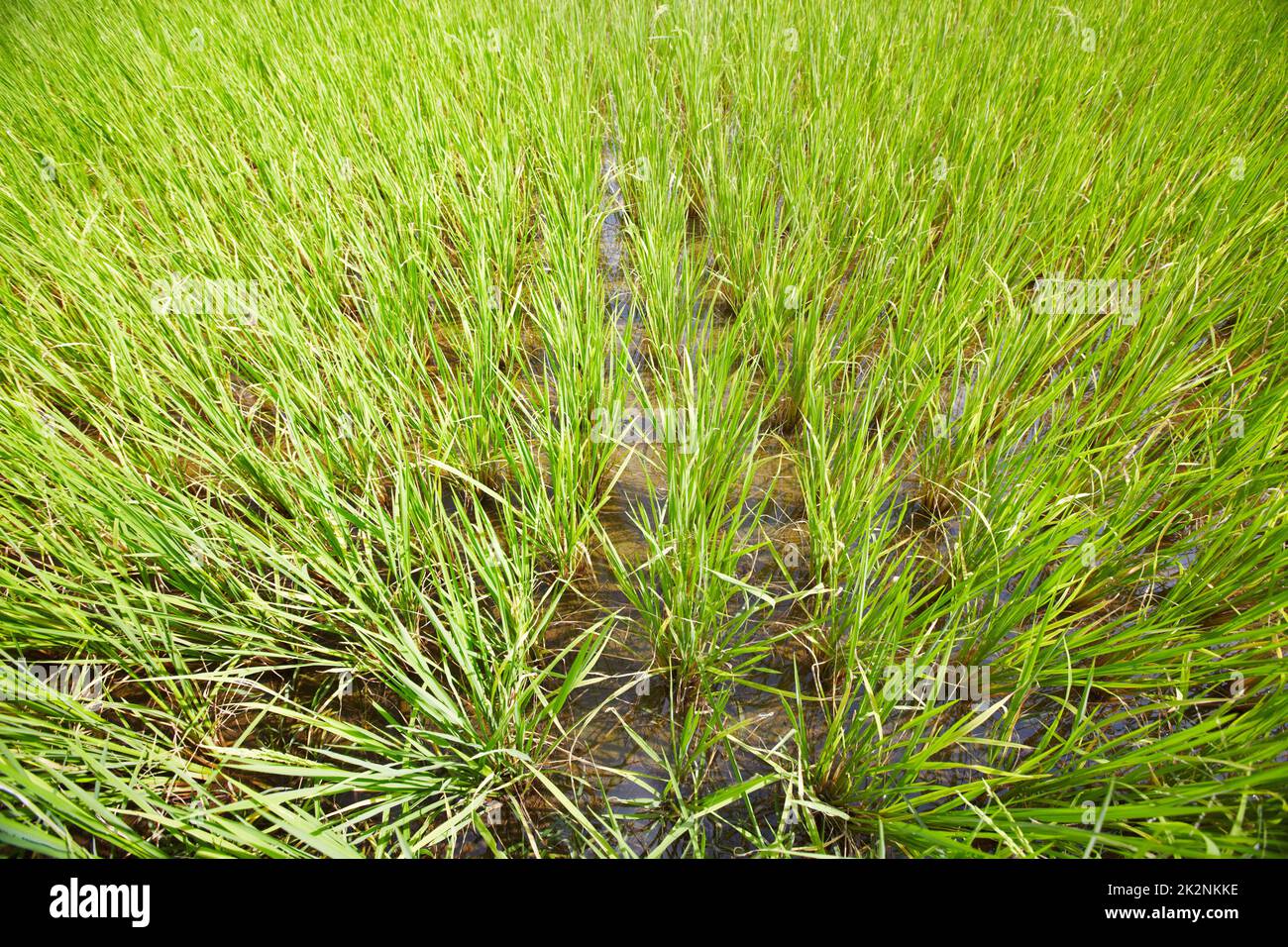 Thailand a rural paddy field hi-res stock photography and images - Alamy