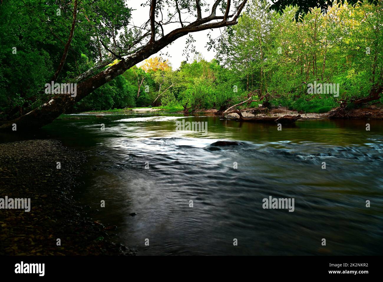 An aerial view of flowing river surrounded by growing trees Stock Photo ...