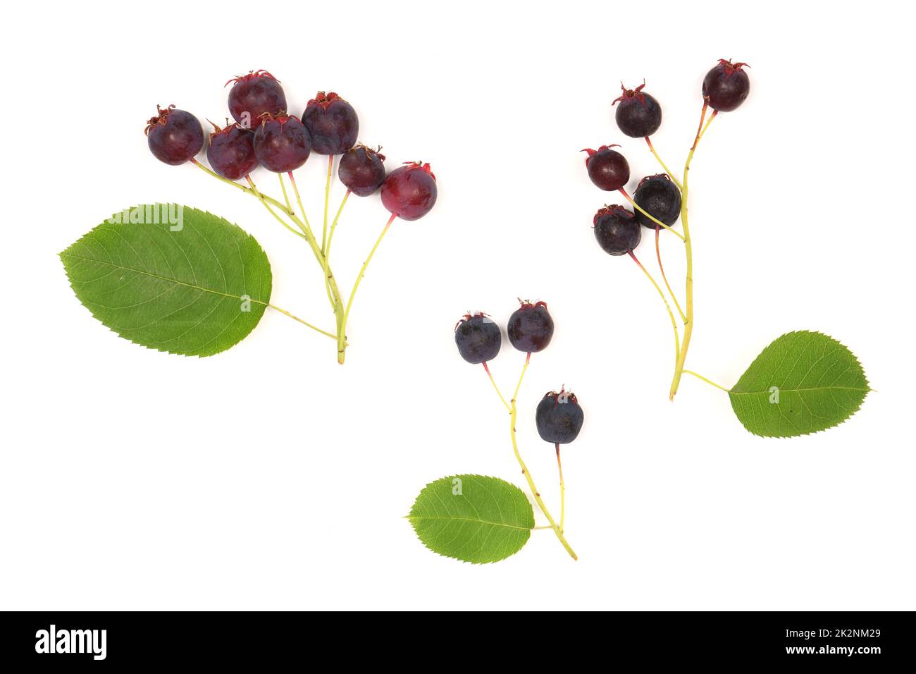 Berries of amelanchier or chuckley pear. High resolution photo. Full ...