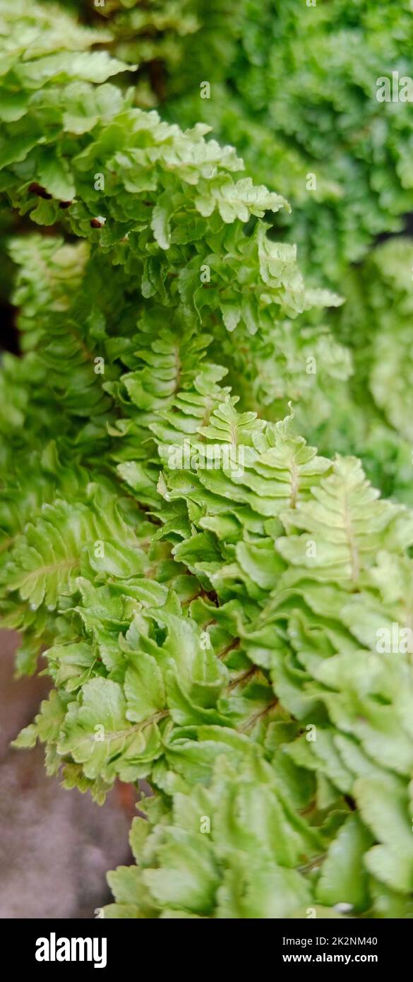 A vertical shot of green Nephrolepis plant Stock Photo - Alamy