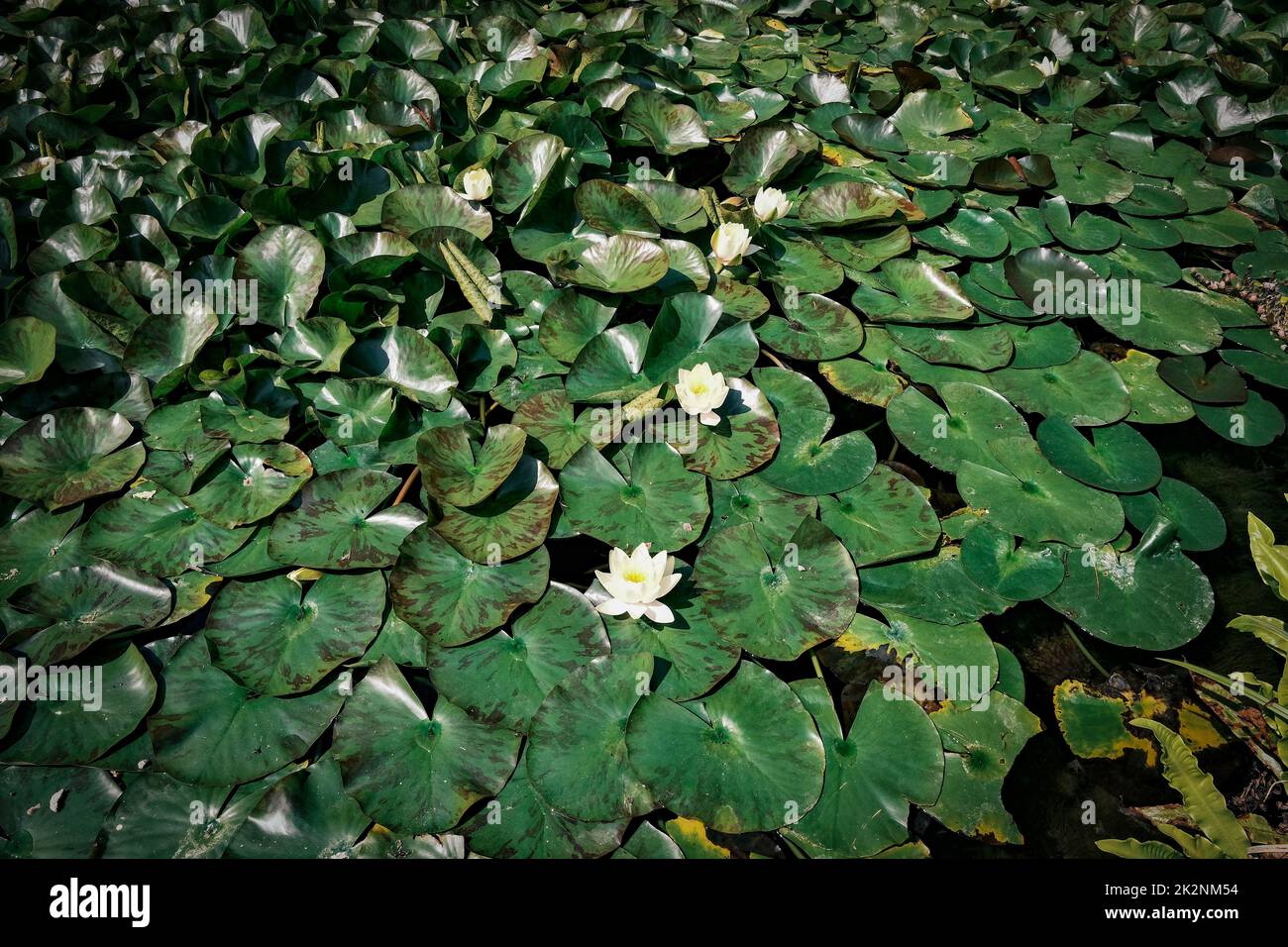 A beautiful top view of a lake covered by lotus flowers and leaves ...