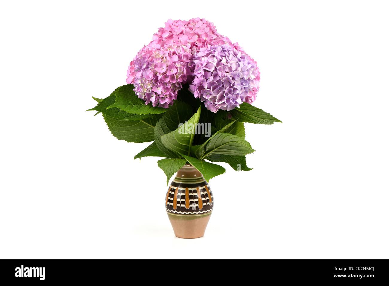 Bouquet of pink flower hydrangea on white background. High resolution ...