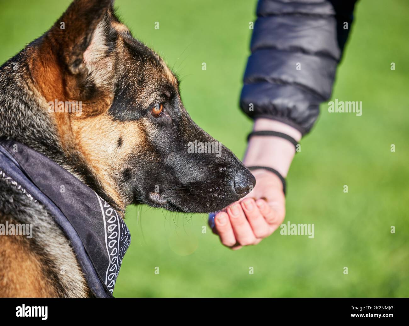 Man german shepherd hi-res stock photography and images - Alamy