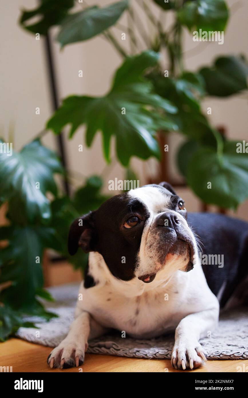 Anything is paw-sible with a dog by your side. Shot of an adorable dog ...