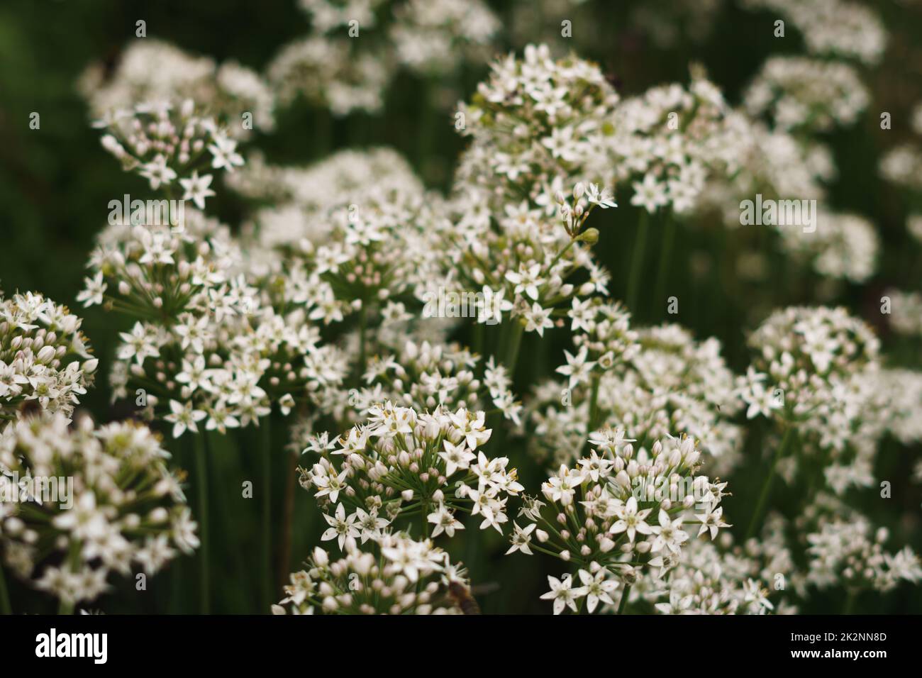 Garlic chive plant growing in vegetable patch in UK. White flowers and ...