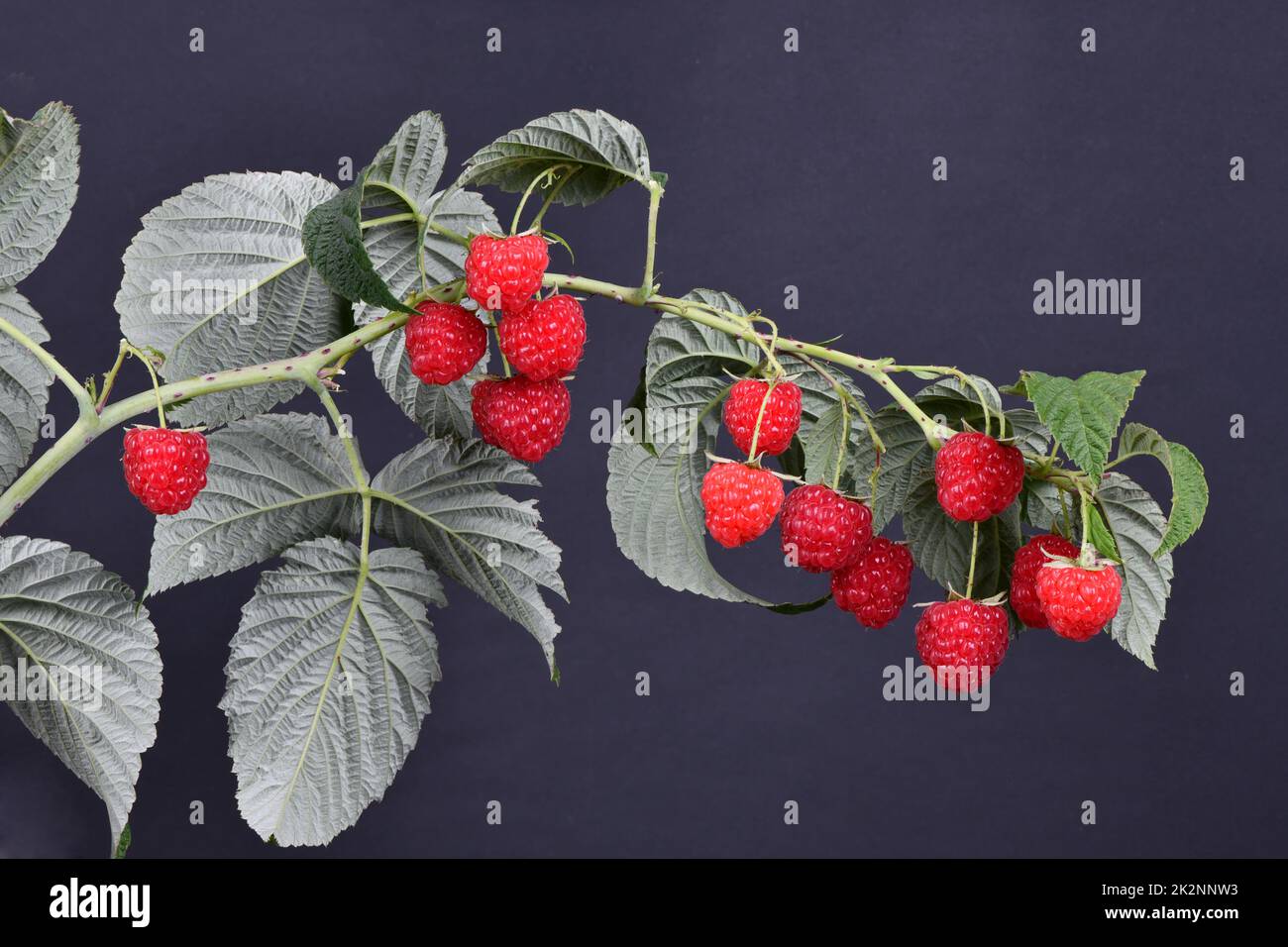 Raspberry twig with leaves isolated on black background. High ...