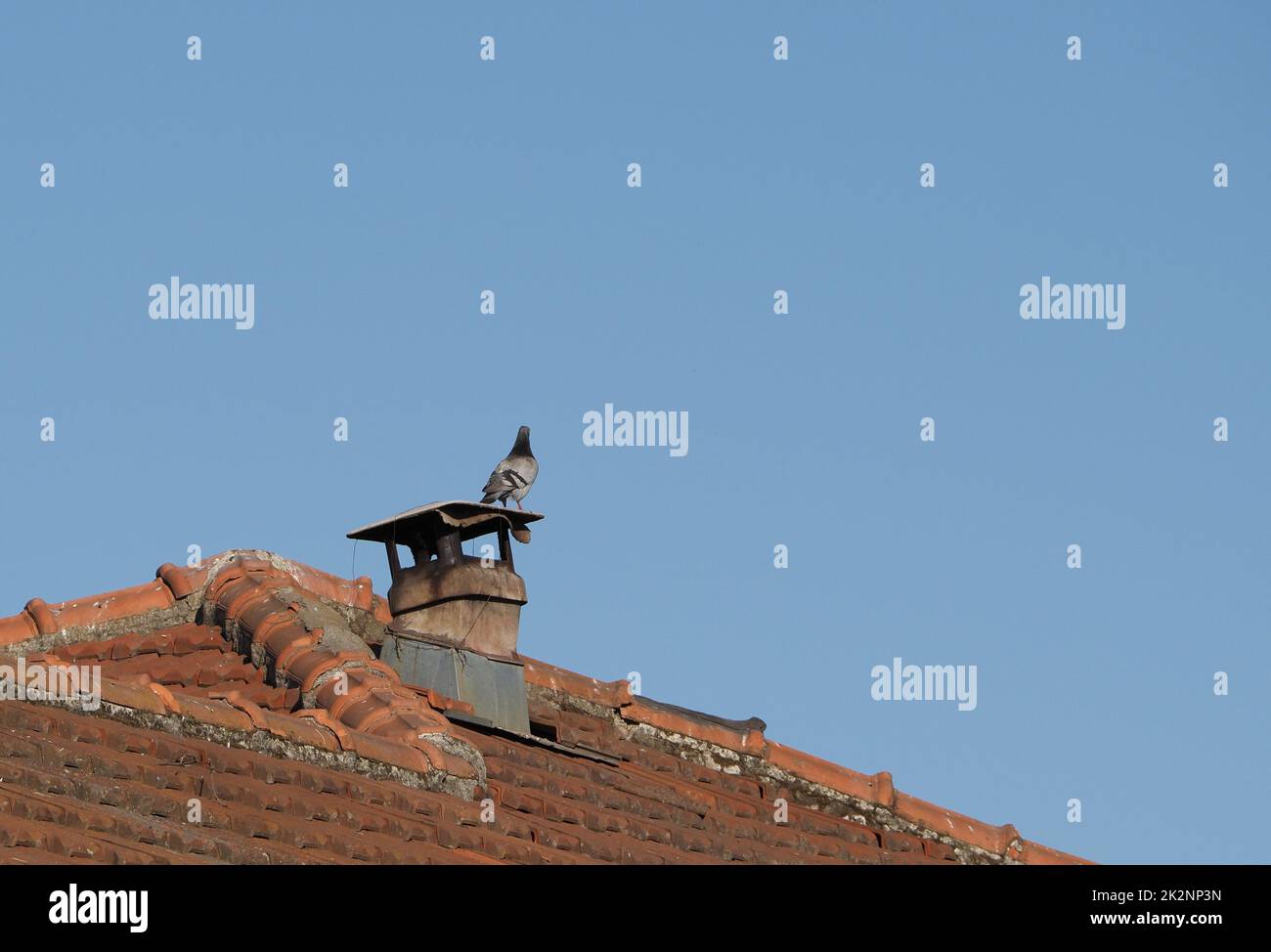 domestic pigeon scient. name Columba livia domestica bird animal Stock ...