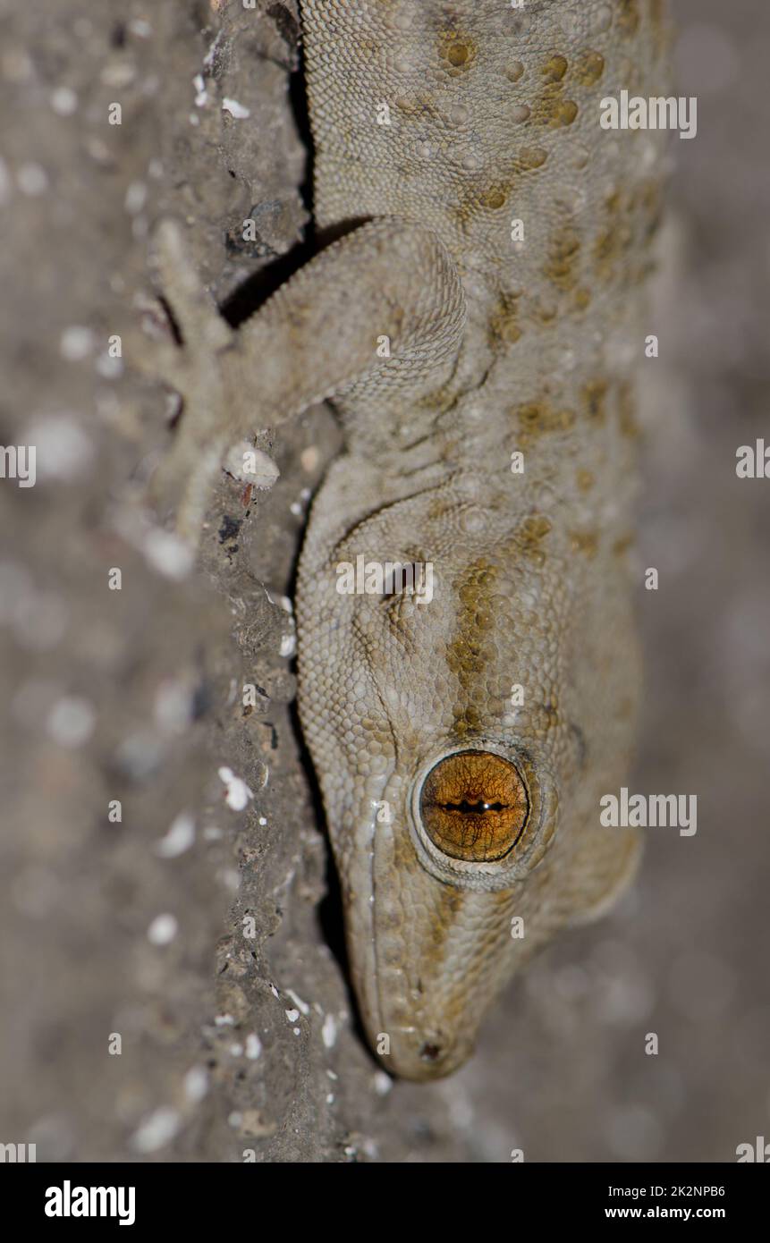 La gomera gecko tarentola gomerensis hi-res stock photography and ...