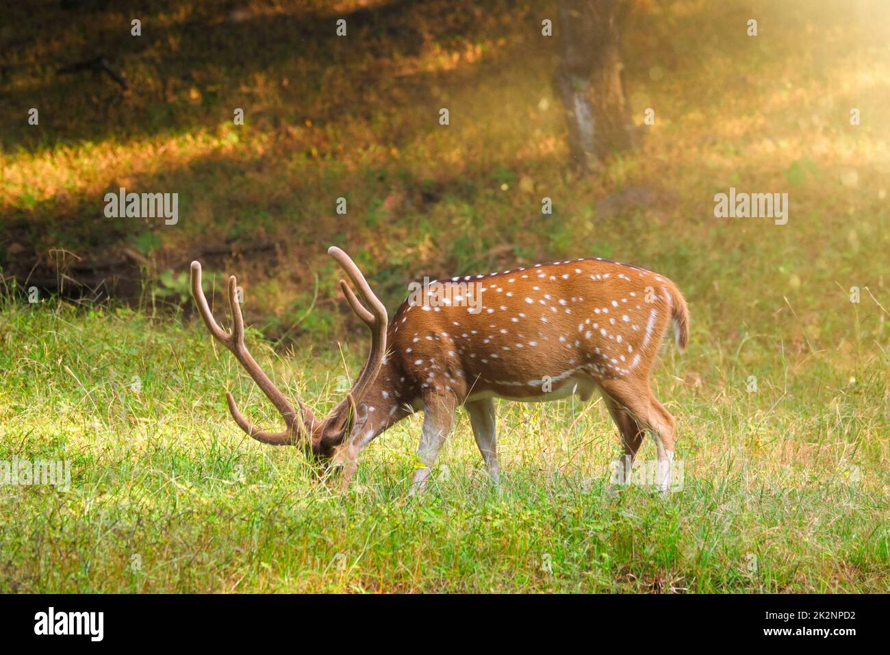 Ranthambore national park hi-res stock photography and images - Alamy