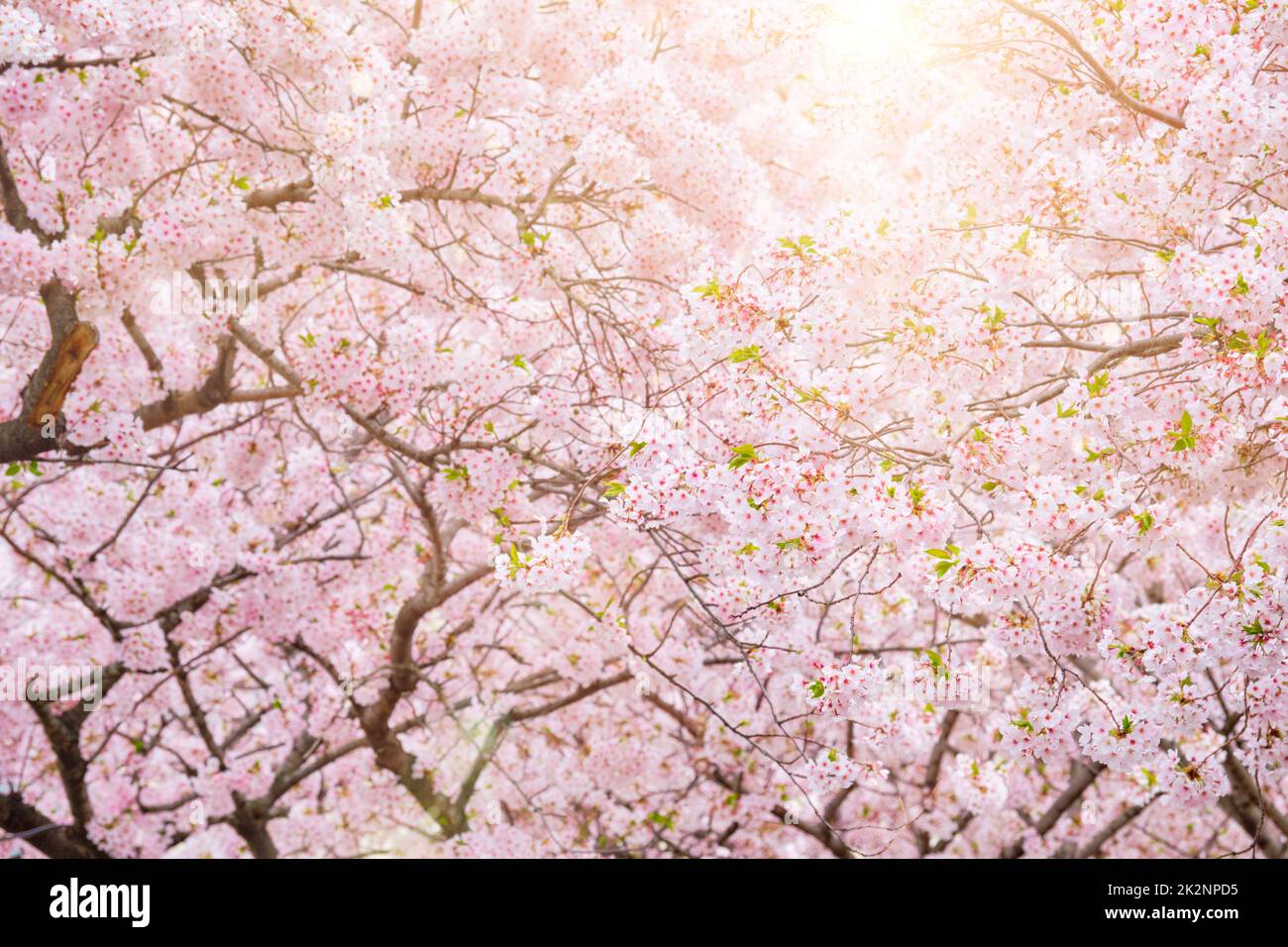 Blooming sakura cherry blossom Stock Photo - Alamy